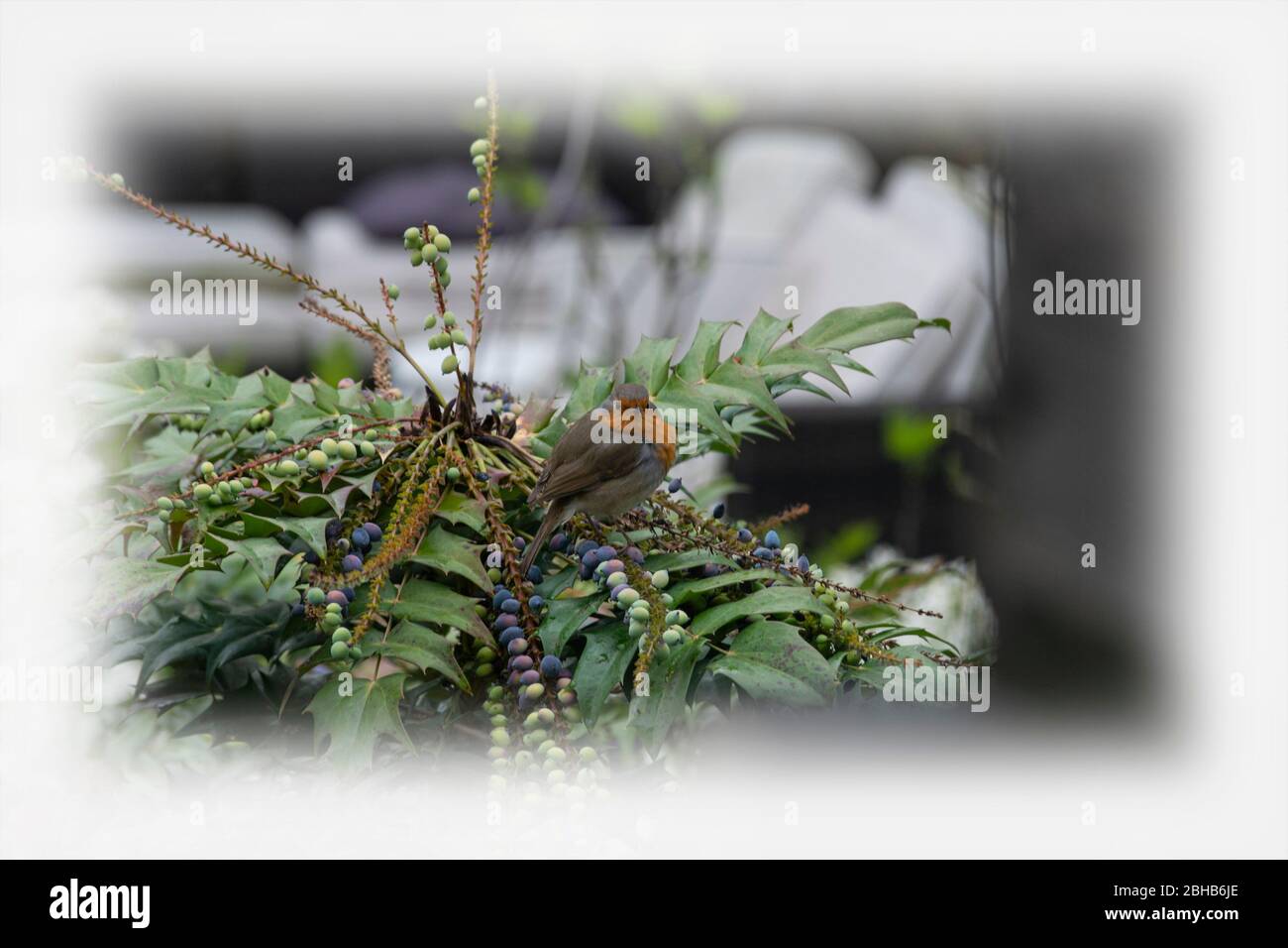 Birds of London Stock Photo - Alamy