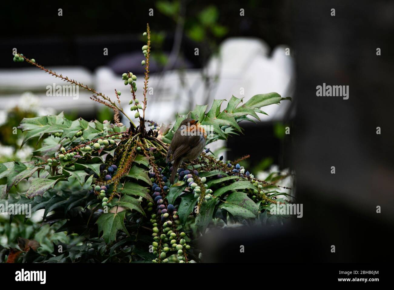 Birds of London Stock Photo - Alamy