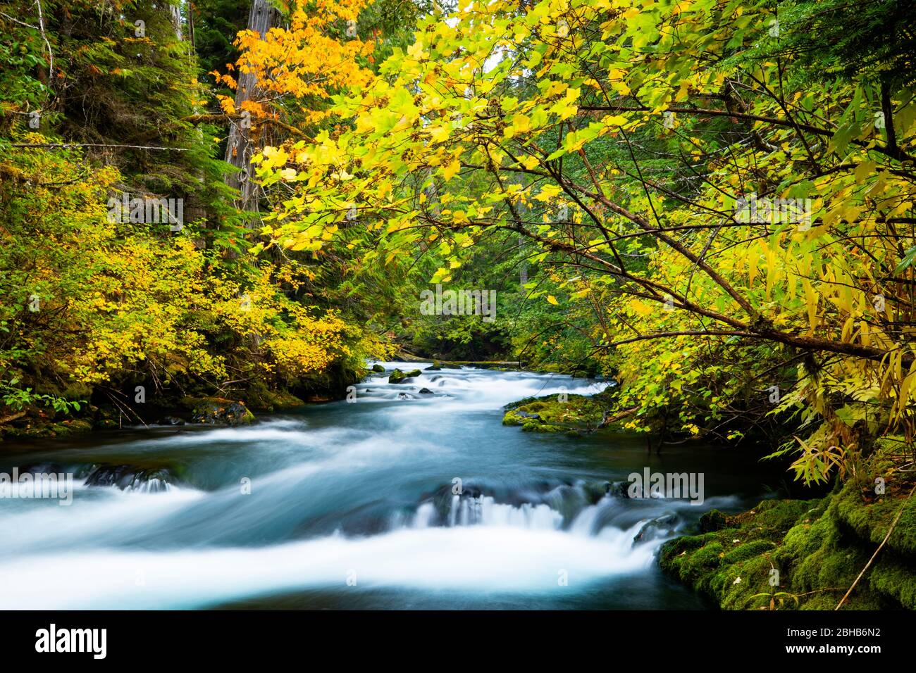 Usa forest hi-res stock photography and images - Alamy