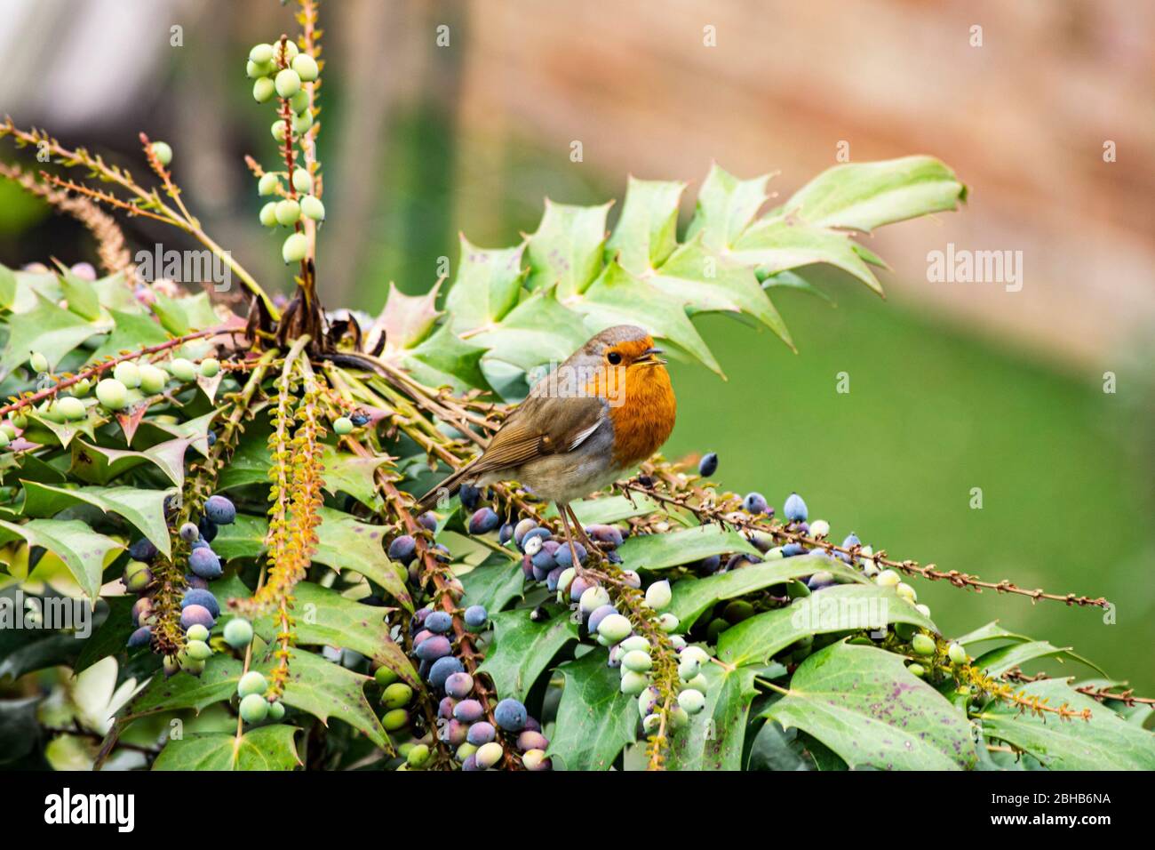 Birds of London Stock Photo - Alamy