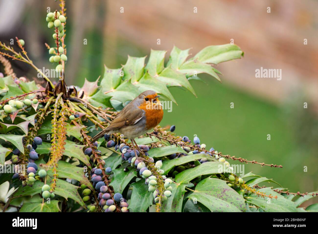 Birds of London Stock Photo - Alamy