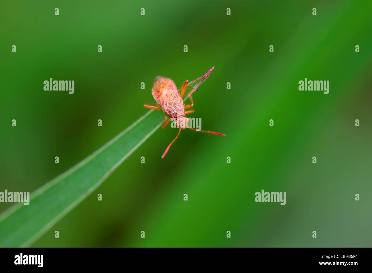 Grass bug nymphs hi-res stock photography and images - Alamy