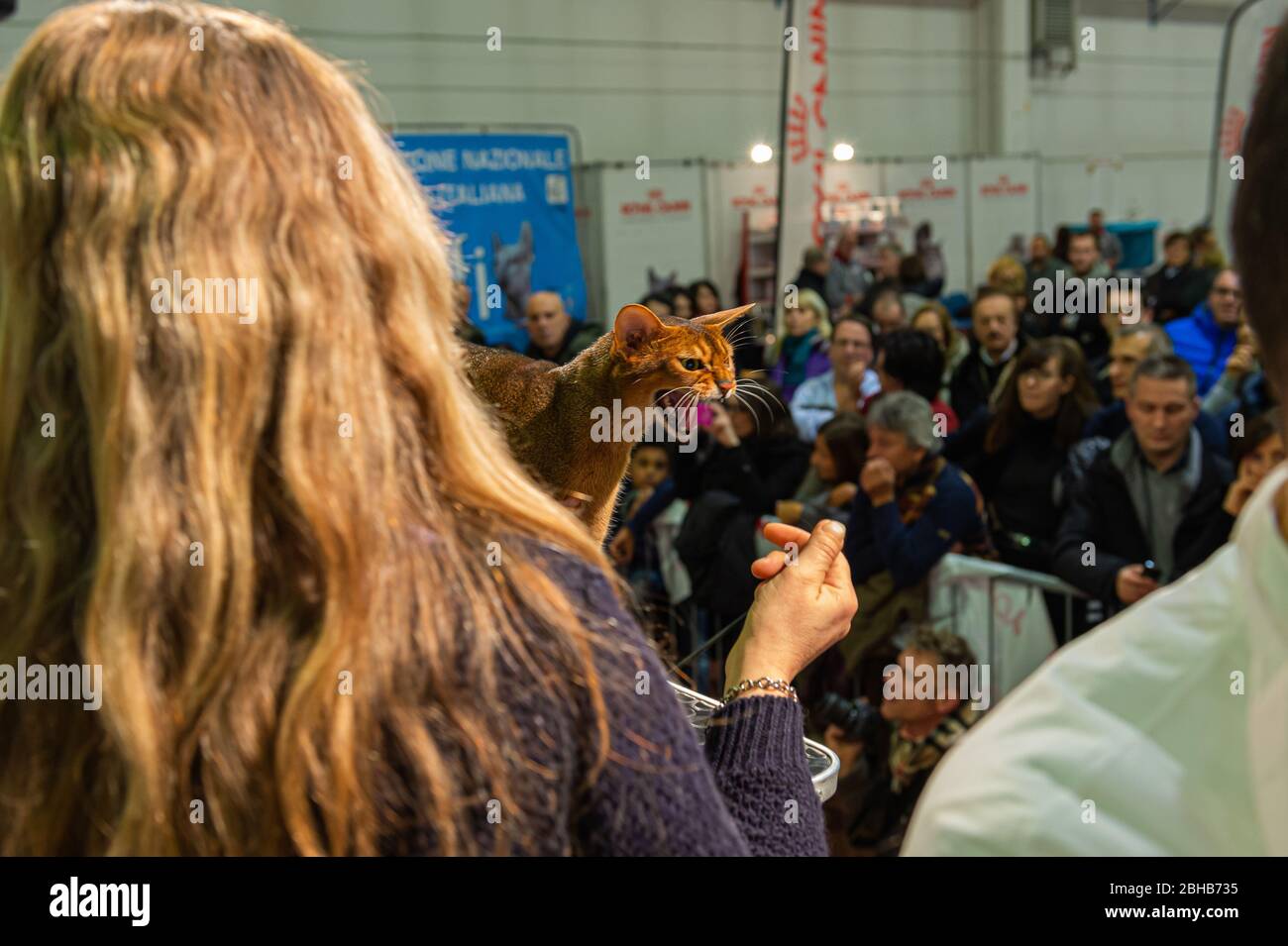 Purebred cat exhibition hi-res stock photography and images - Alamy