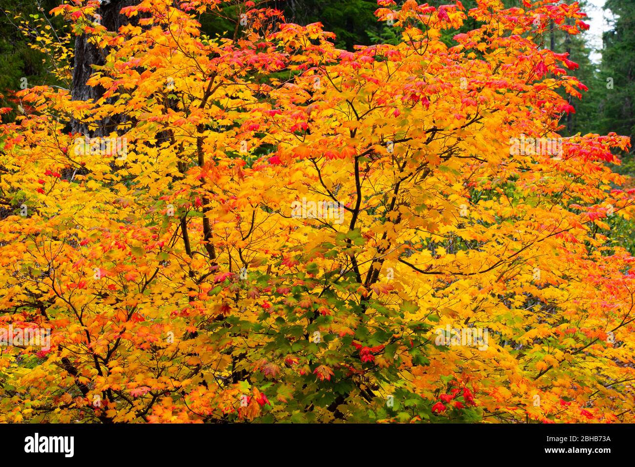 Portland color hi-res stock photography and images - Alamy