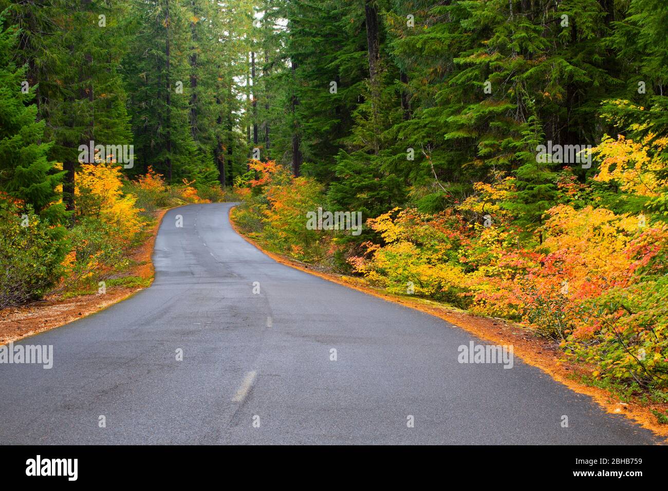 Road passing through autumn forest, Portland, Oregon, USA Stock Photo ...