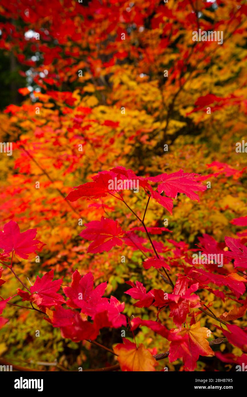 Portland fall hi-res stock photography and images - Alamy