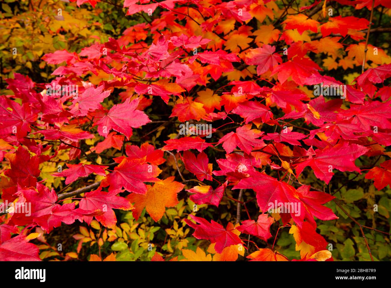 Portland in fall hi-res stock photography and images - Alamy