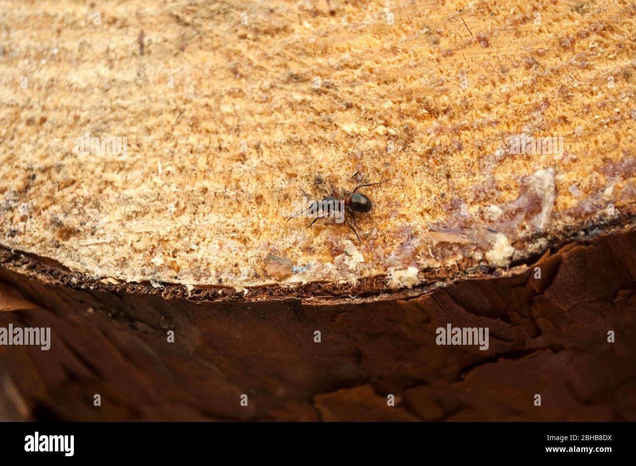Ant texture hi-res stock photography and images - Alamy
