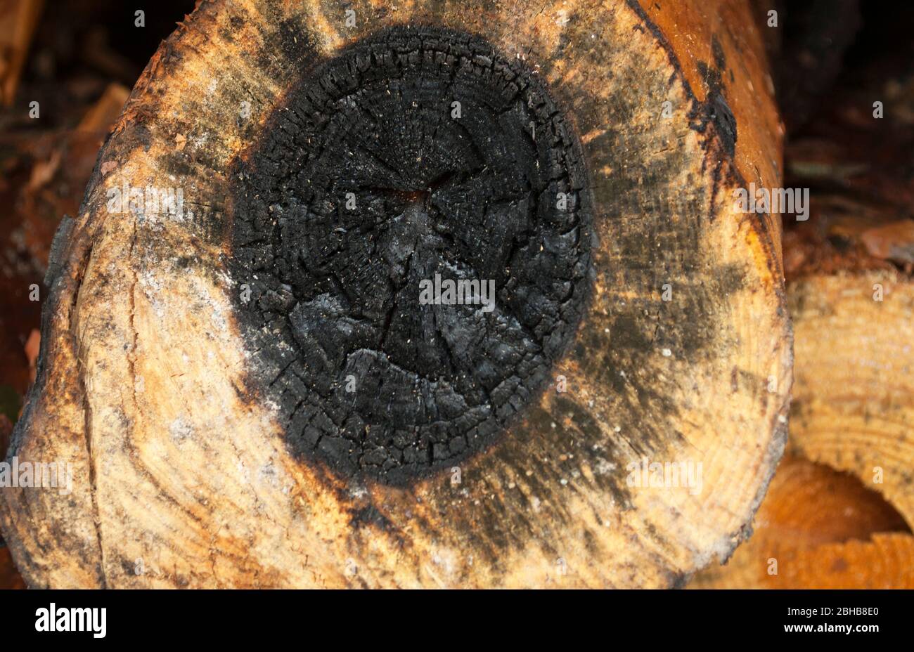 Cut of a pine log irregular shape with texture, ring and a scorched ...