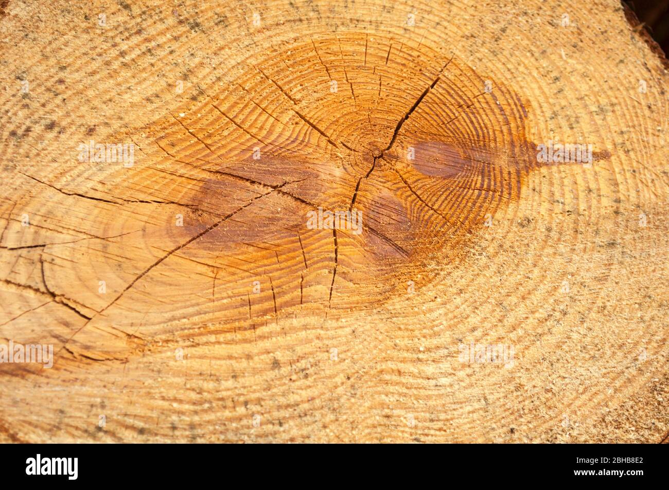 Cut of a pine log irregular shape with texture, ring, cracks, and knots ...