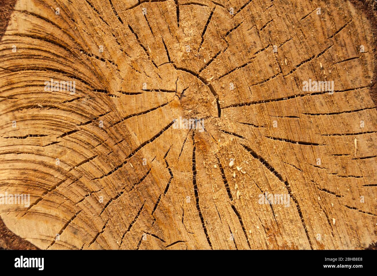 Cut of a birch log irregular shape with texture, ring and cracks. Brown ...