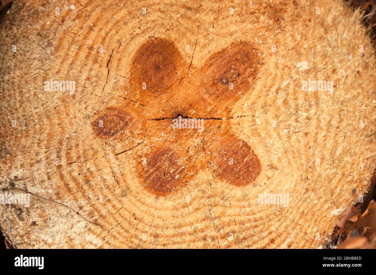 Cut of a pine log irregular shape with texture, ring, cracks, and knots ...