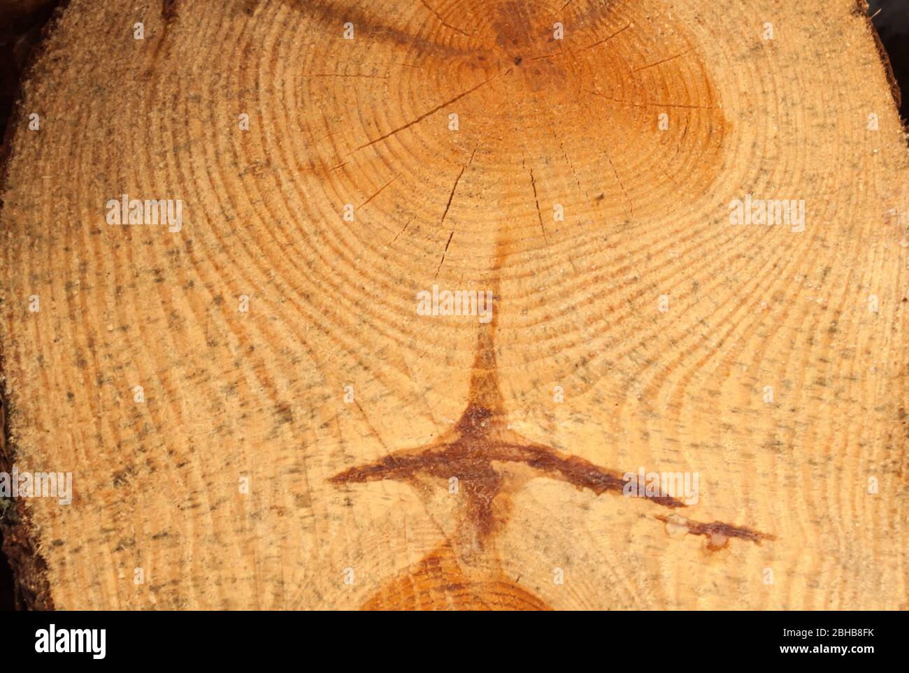 Cut of a pine log irregular shape with texture, ring, cracks, and knots ...