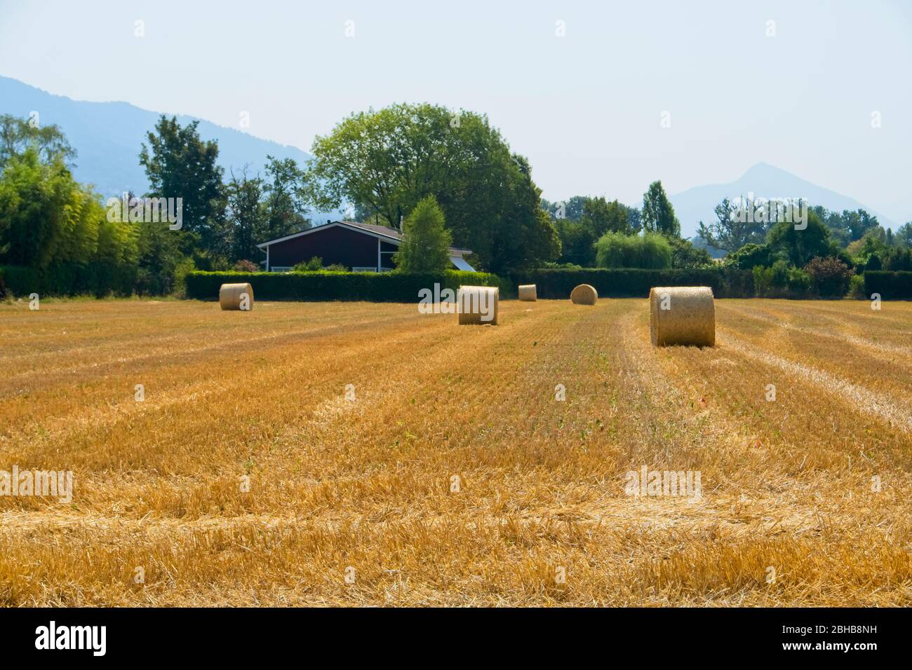 Large round bales of hay scattered over a field in bright sunny weather ...