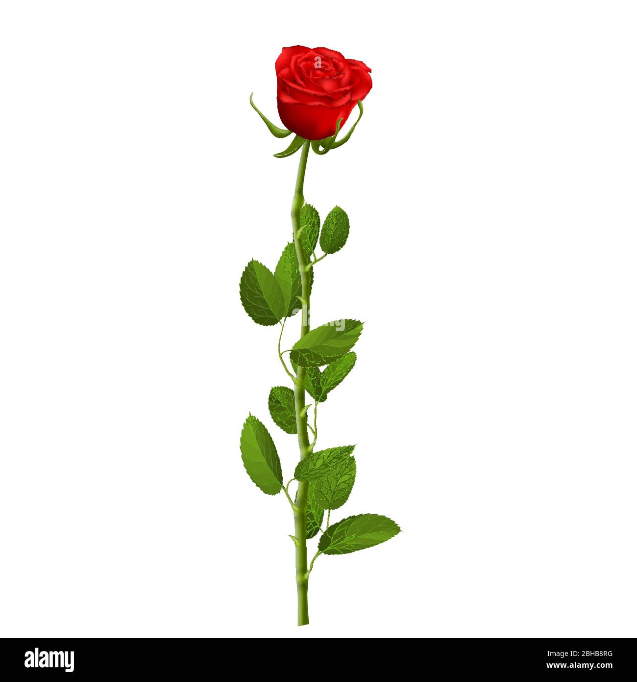 Realistic red rose with leaves isolated on white background for ...