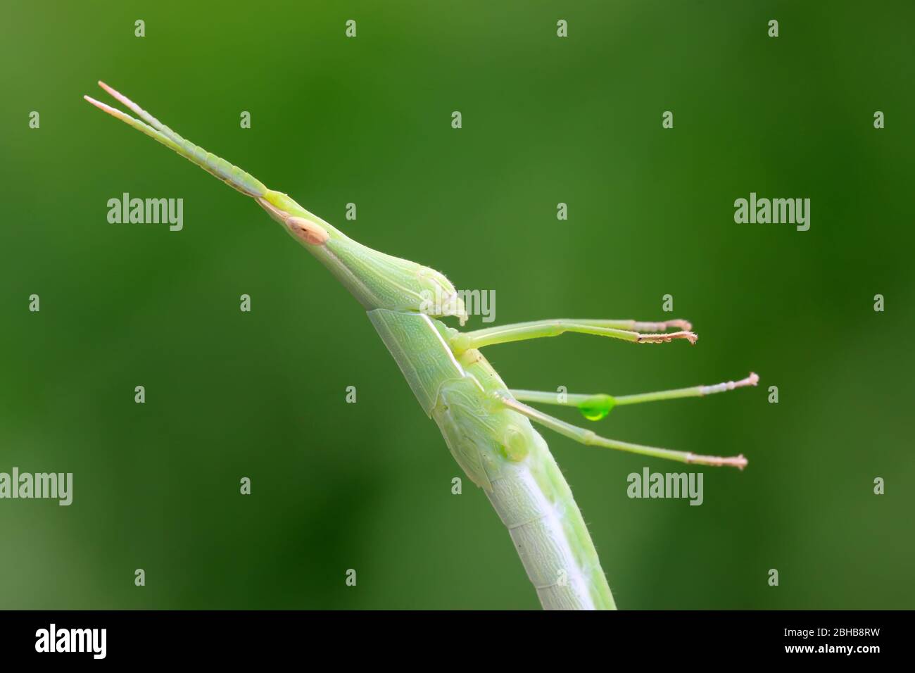 close up of orthoptera insects Stock Photo - Alamy