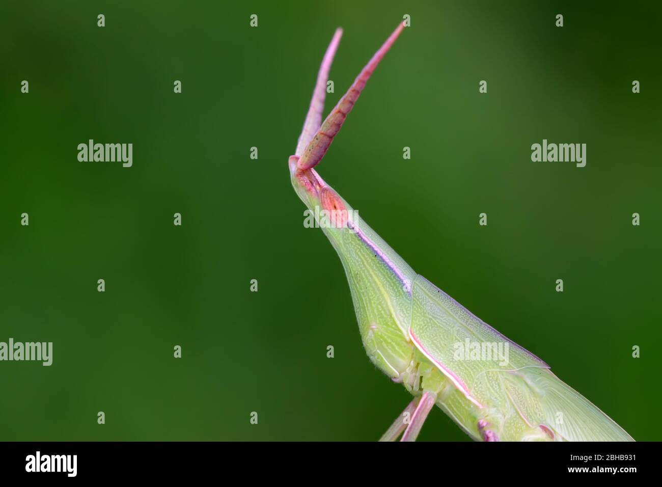 close up of orthoptera insects Stock Photo - Alamy