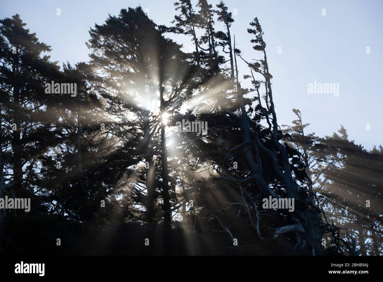 Trees and sun lights, Cannon Beach, Oregon, USA Stock Photo - Alamy