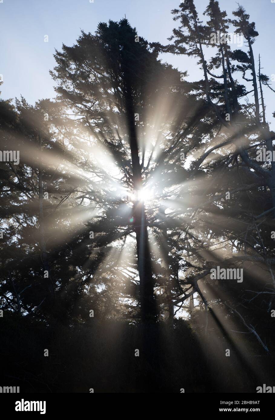 Trees and sun lights, Cannon Beach, Oregon, USA Stock Photo - Alamy