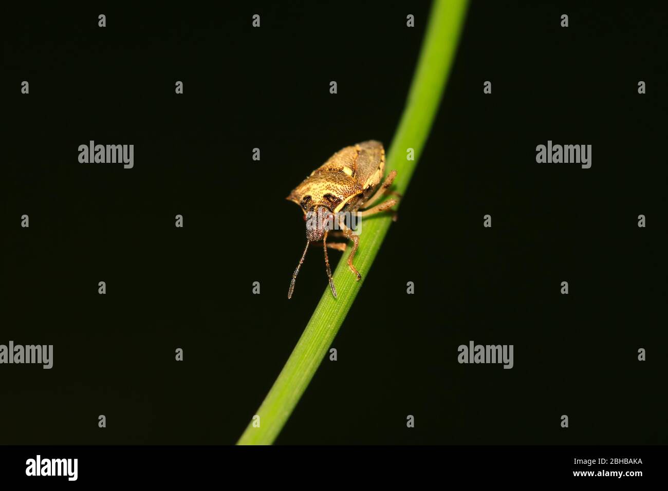 a kind of insects stinkbug Stock Photo - Alamy