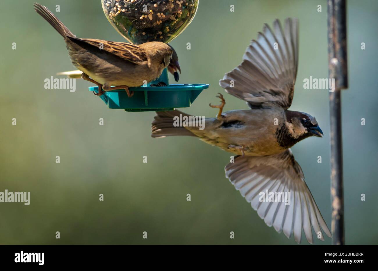 Flying off feeder hi-res stock photography and images - Alamy