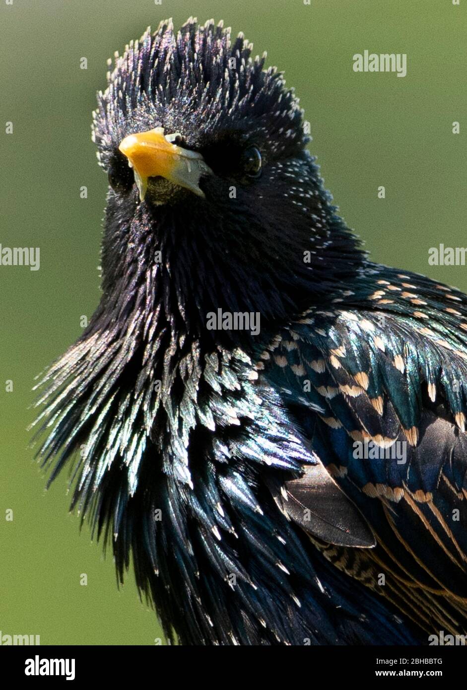 Yellow nose hi-res stock photography and images - Alamy