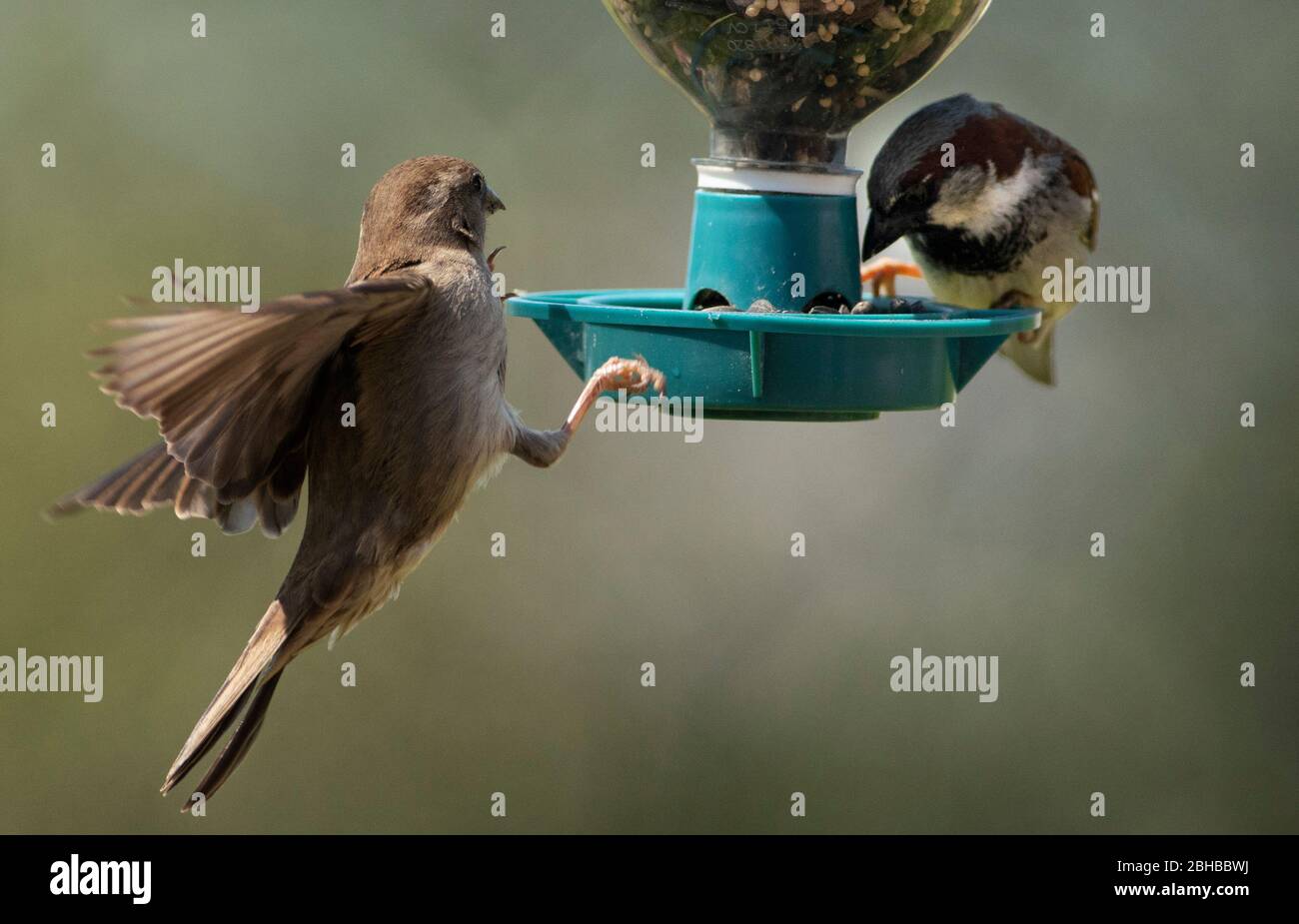 Just hanging on Stock Photo - Alamy