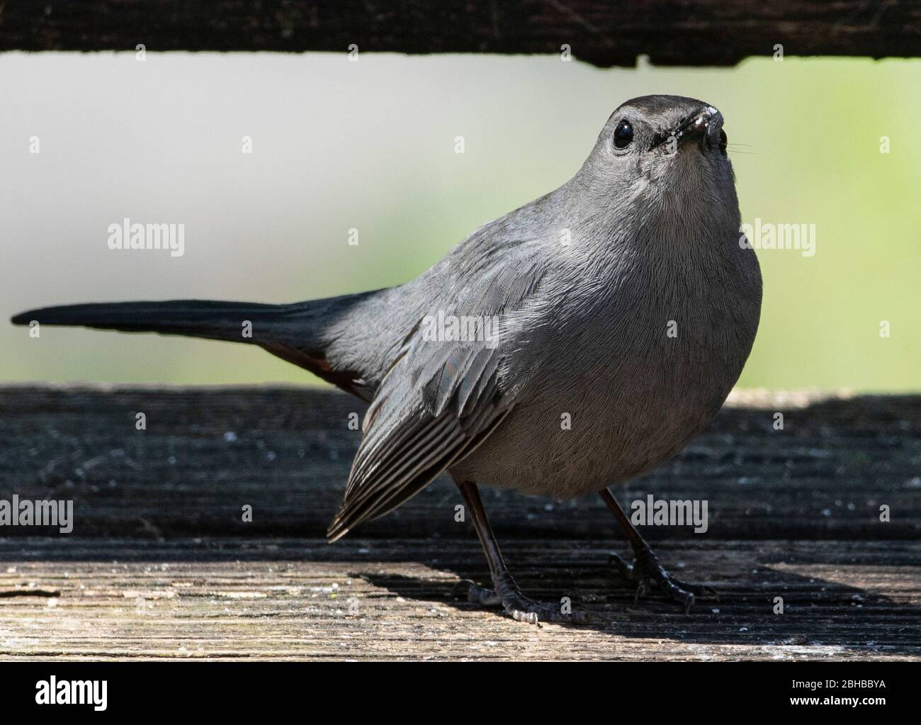 Birdos hi-res stock photography and images - Alamy