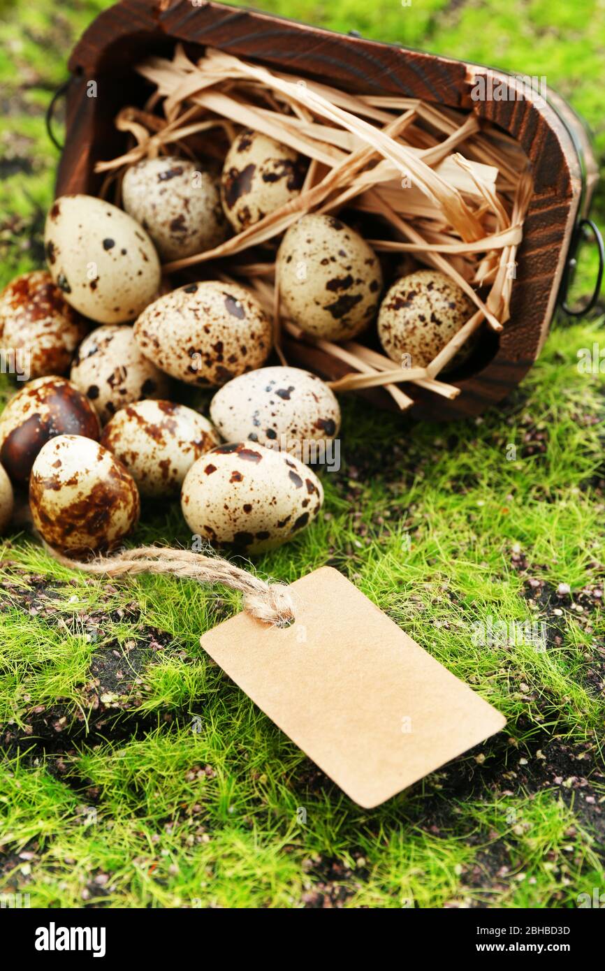 Bird eggs in wooden bucket on green grass background Stock Photo - Alamy