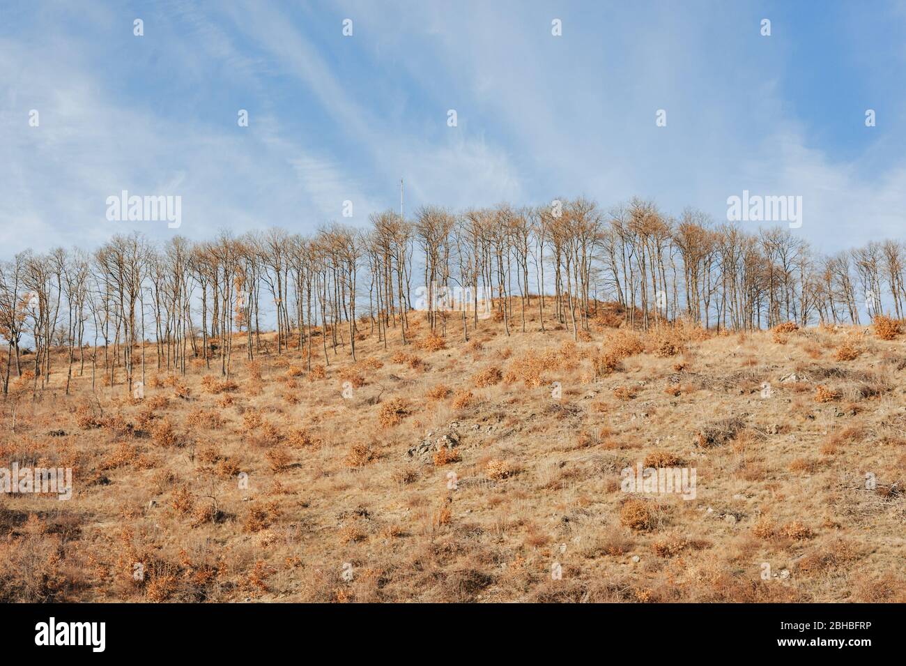 Blue sky trees and skyline hi-res stock photography and images - Alamy