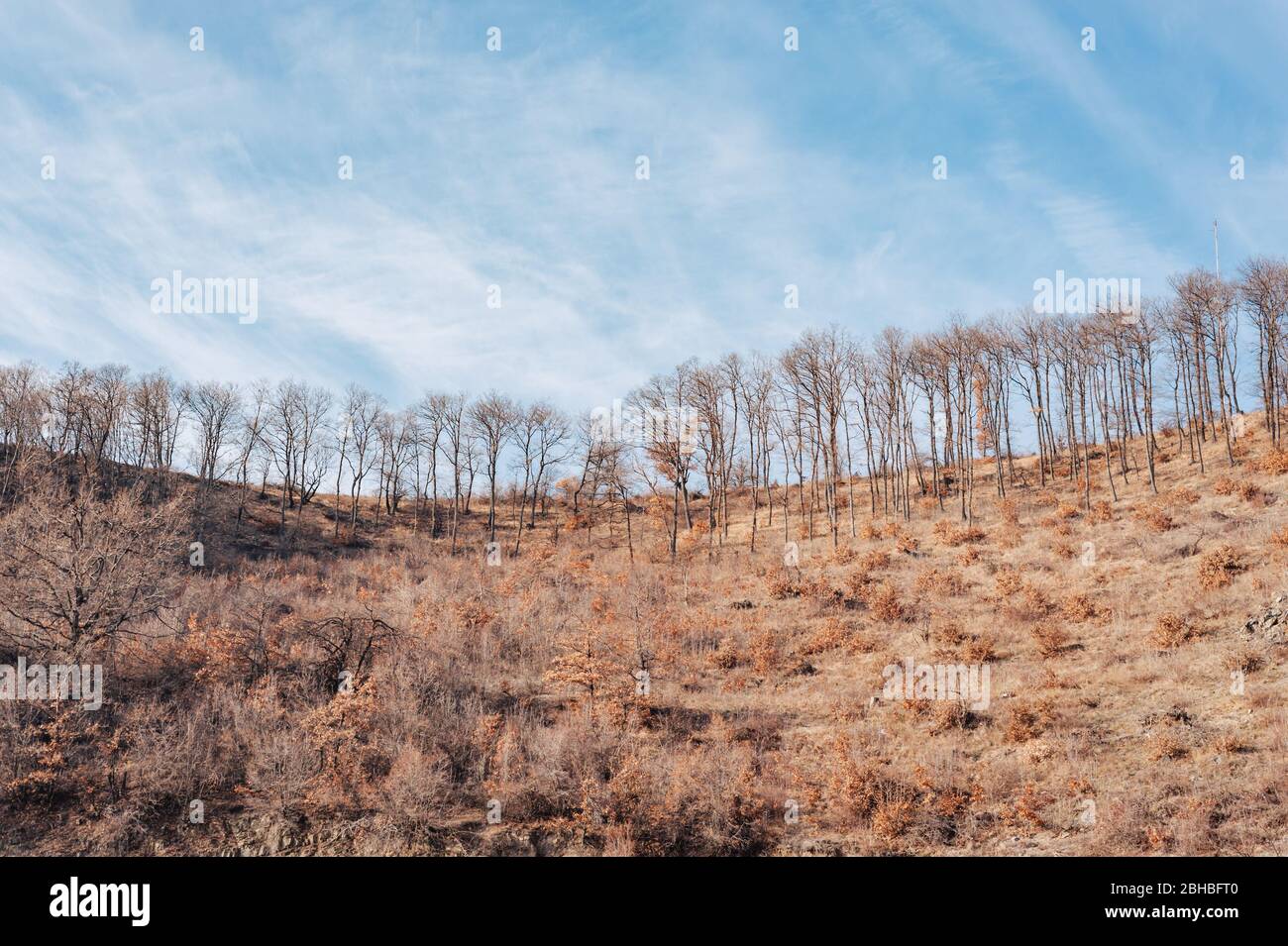 Line of trees on hillside Stock Photo - Alamy