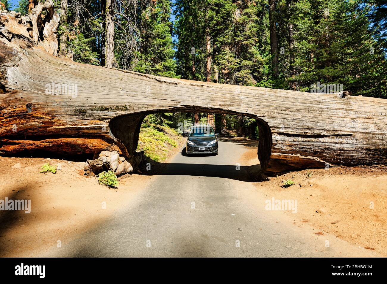 View at the road and tunel cut in Gigantic Sequoia trees in Sequoia ...