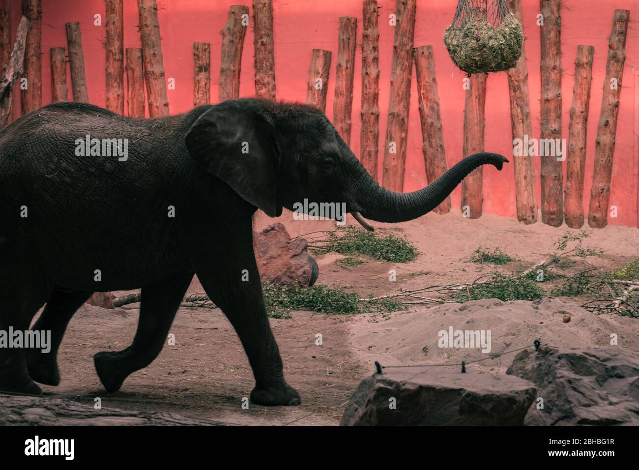 Young Elephant in a European Zoo Stock Photo - Alamy