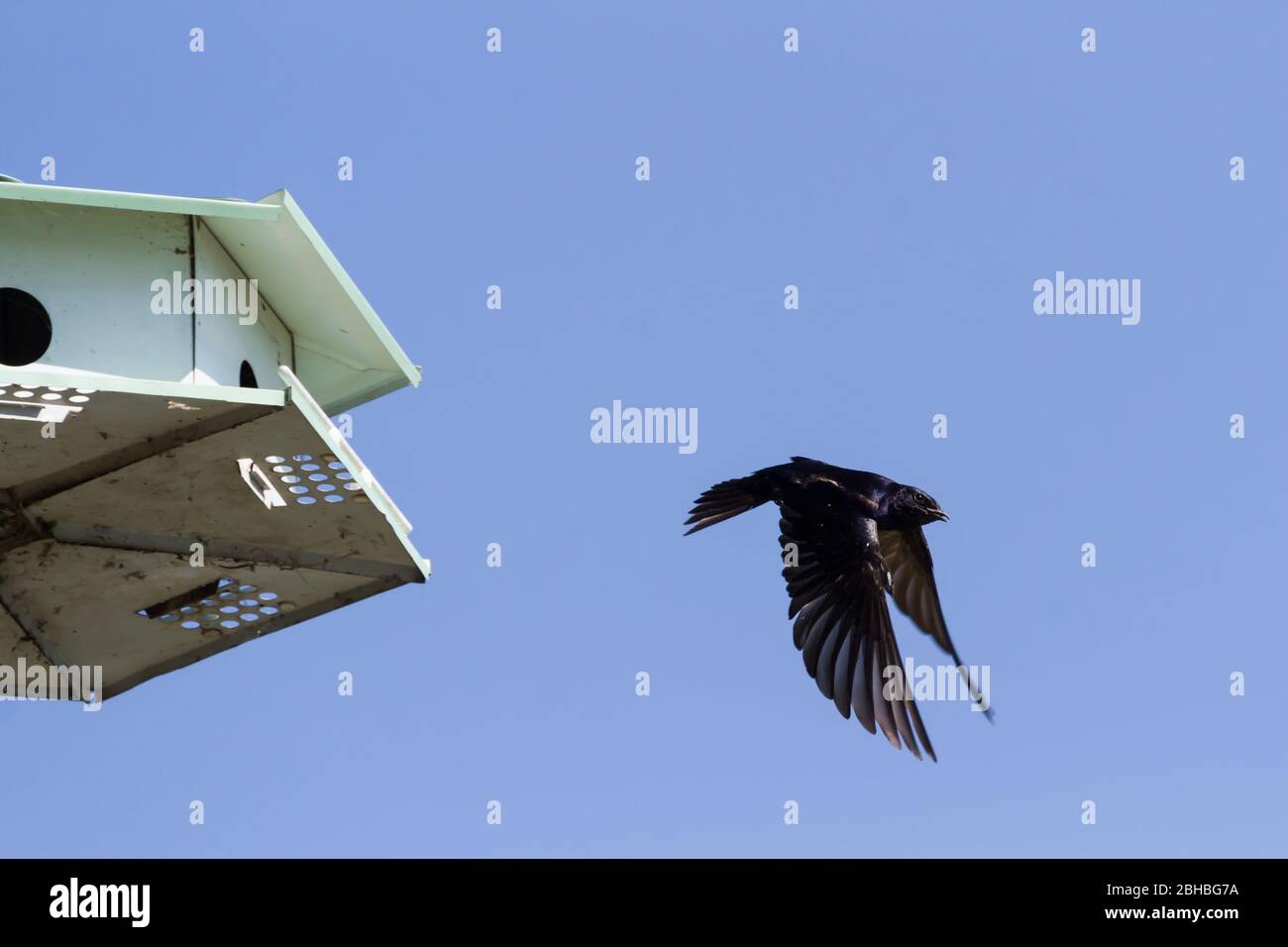 Male Purple Martin leaving a traditional martin house Stock Photo - Alamy
