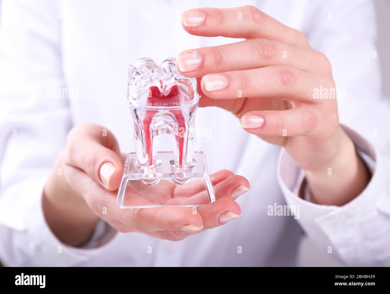 Female hands holding dental model, closeup Stock Photo - Alamy
