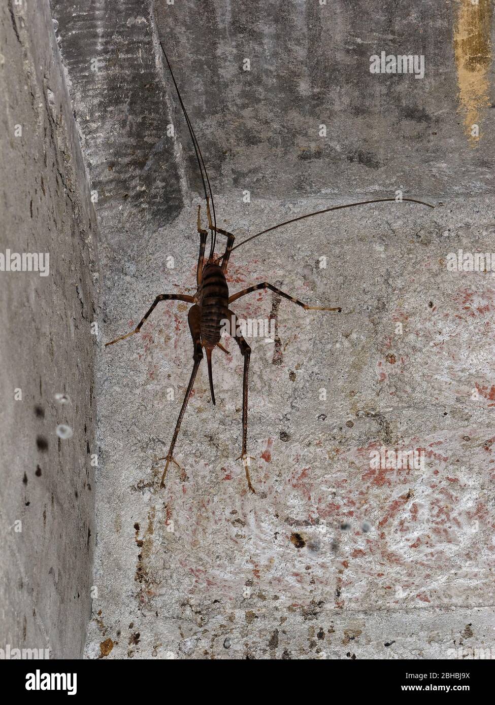 Cave cricket new zealand hi-res stock photography and images - Alamy