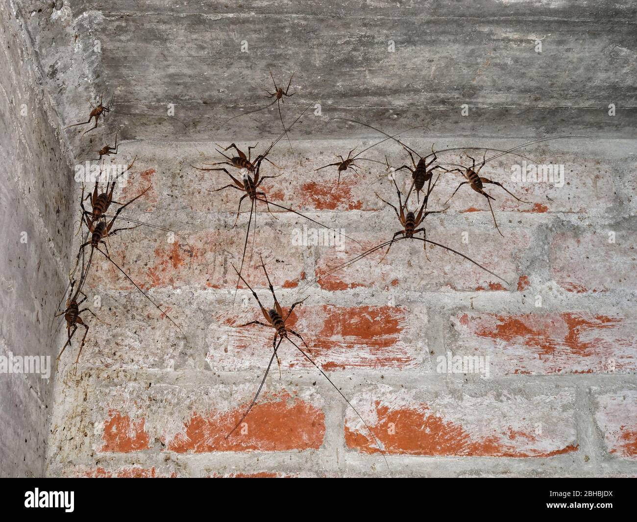A group of cave weta. Giant flightless crickets endemic to New Zealand ...