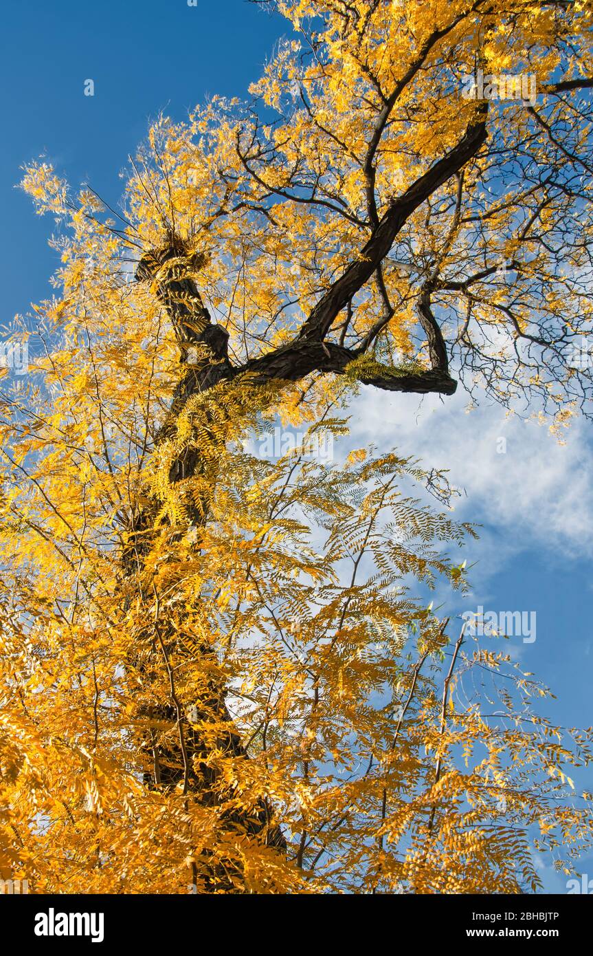 Dancing tree in golden Fall colors Stock Photo - Alamy