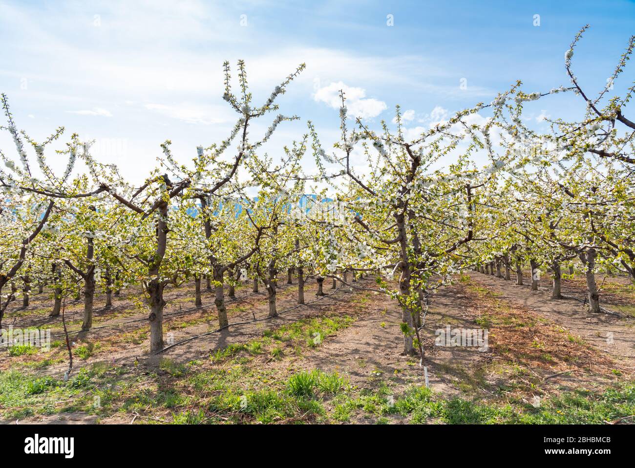 Okanagan cherries hi-res stock photography and images - Alamy