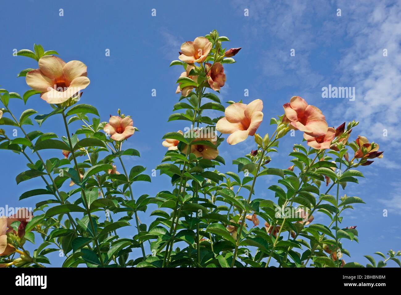 Allamanda flower hi-res stock photography and images - Alamy