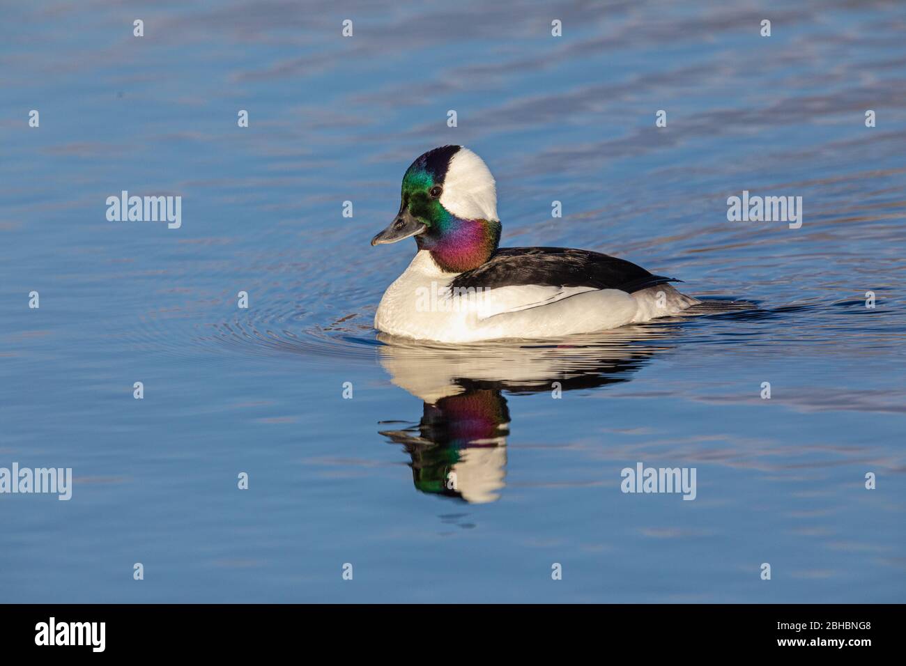 Drake bufflehead swimming in northern Wisconsin lake Stock Photo - Alamy