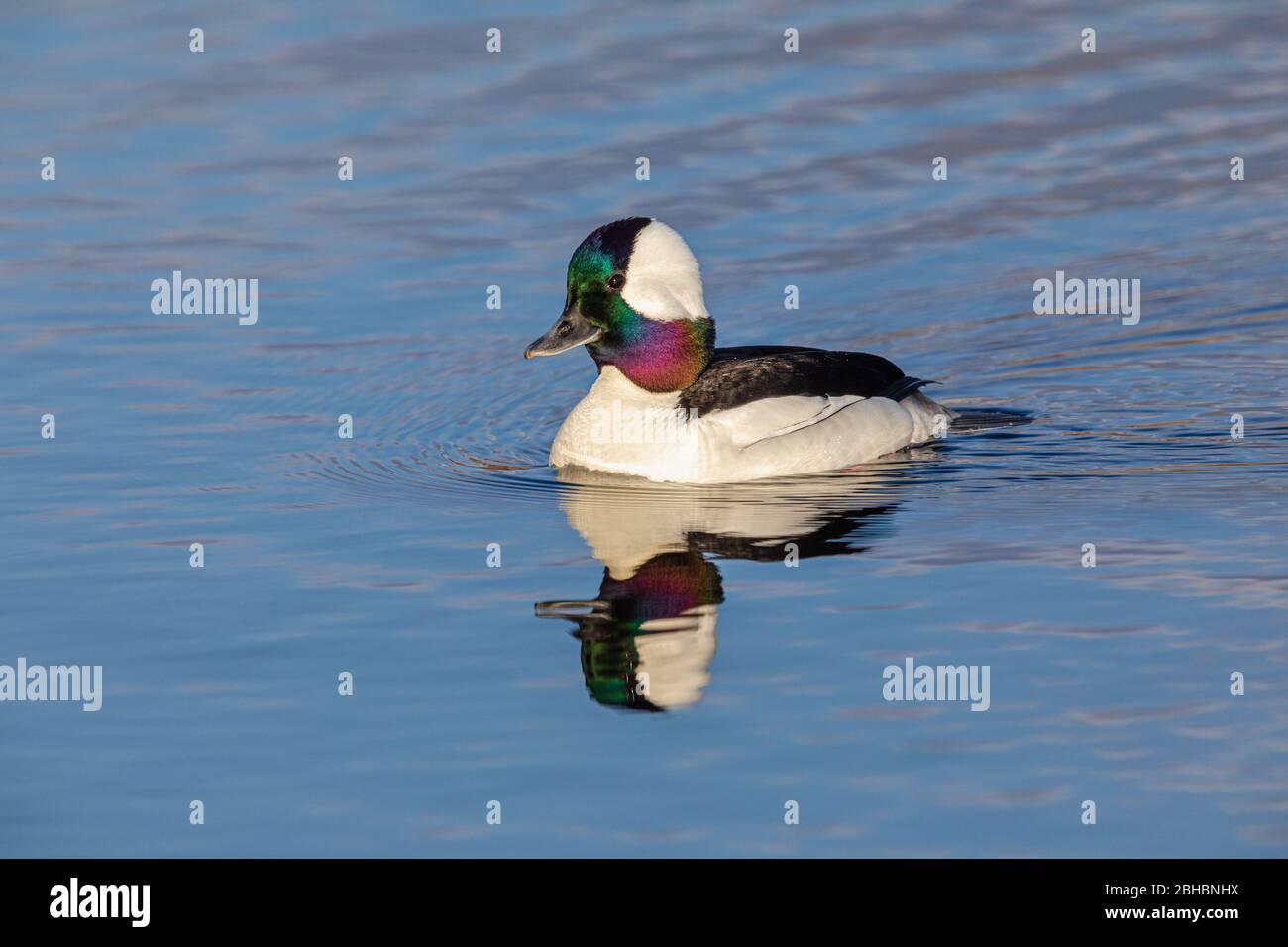 Drake bufflehead swimming in northern Wisconsin lake Stock Photo - Alamy