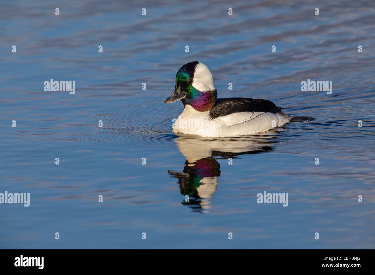 Drake bufflehead swimming in northern Wisconsin lake Stock Photo - Alamy