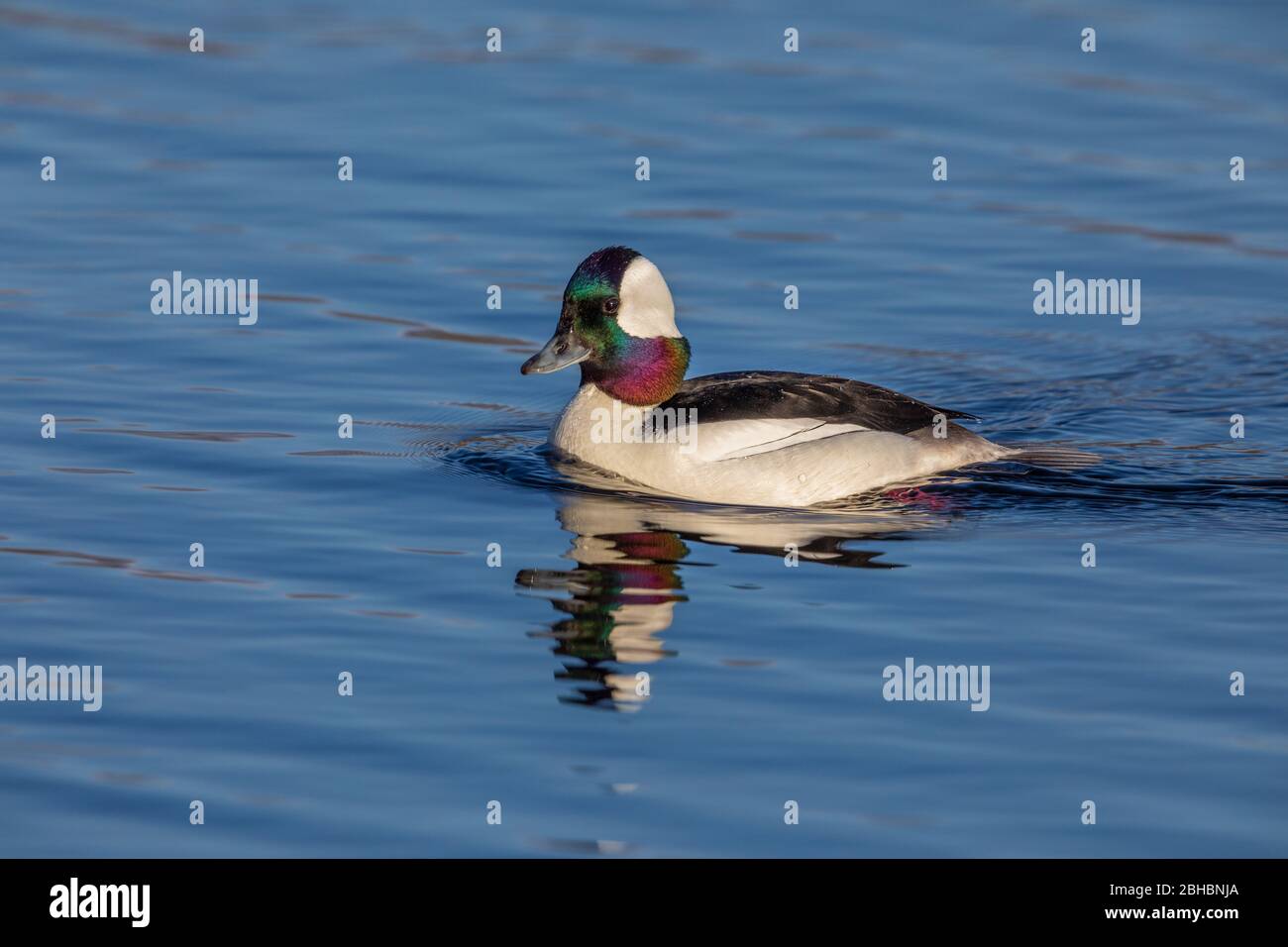 Drake bufflehead swimming in northern Wisconsin lake Stock Photo - Alamy