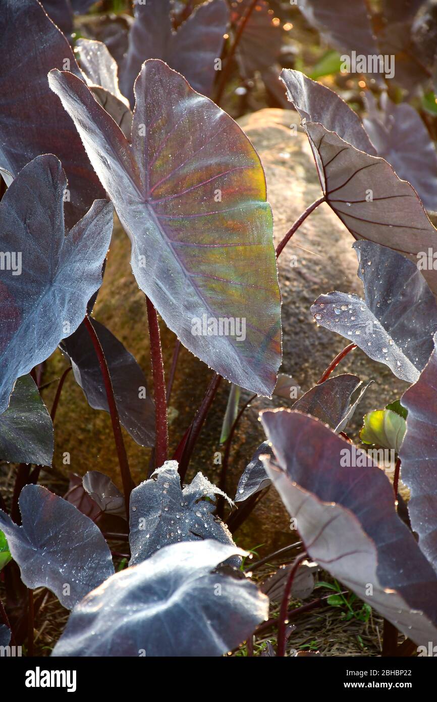 Colocasia Black Magic or Black Elephant Ears Plant or Colocasia ...