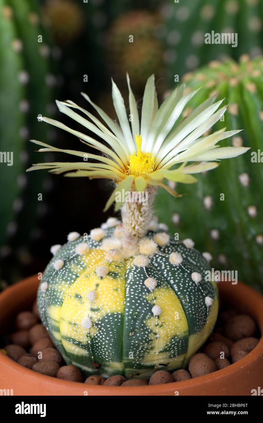 Astrophytum asterias variegated pot plant with fully bloom of yellow ...