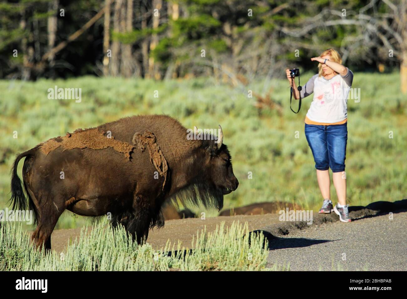 American bison buffalo tourist close hi-res stock photography and ...