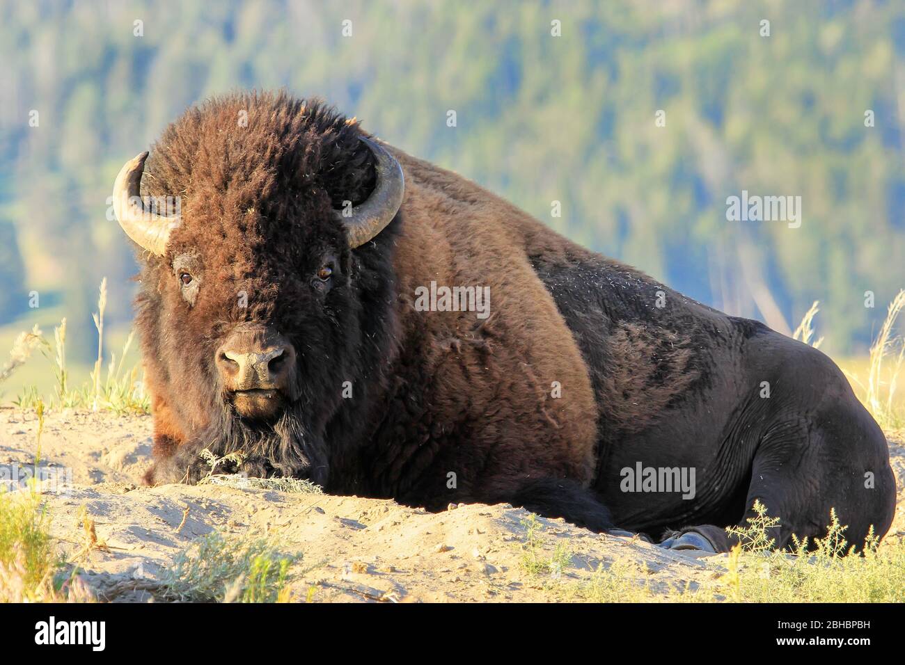 Bull dust hi-res stock photography and images - Alamy