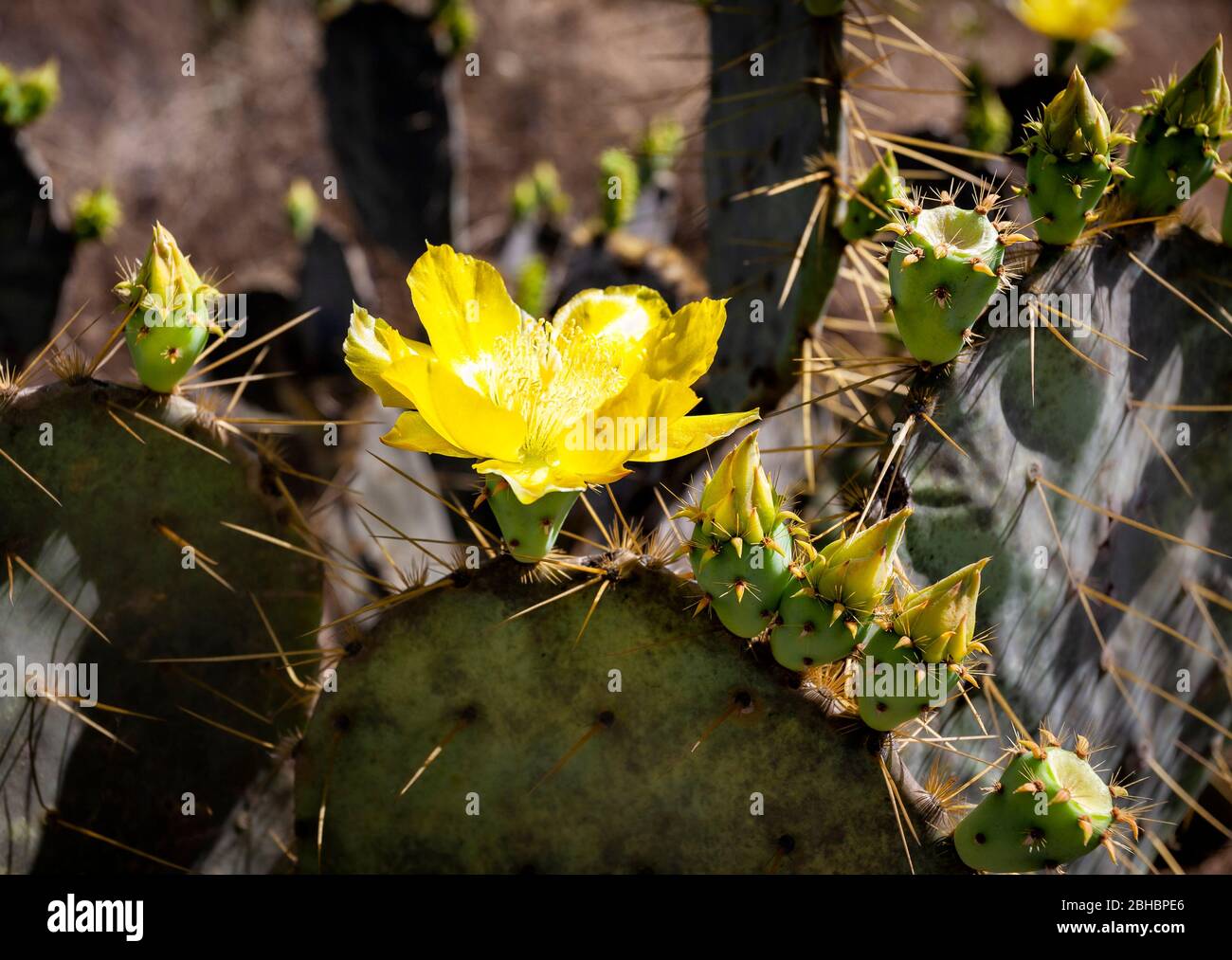 Opuntia orbiculata hi-res stock photography and images - Alamy