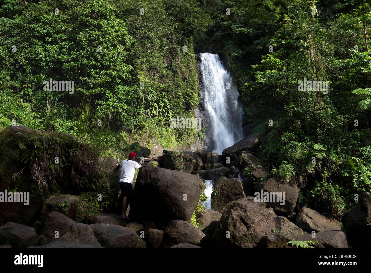 Caribbean, Dominica. Trafalgar Falls in the rainforest Stock Photo - Alamy